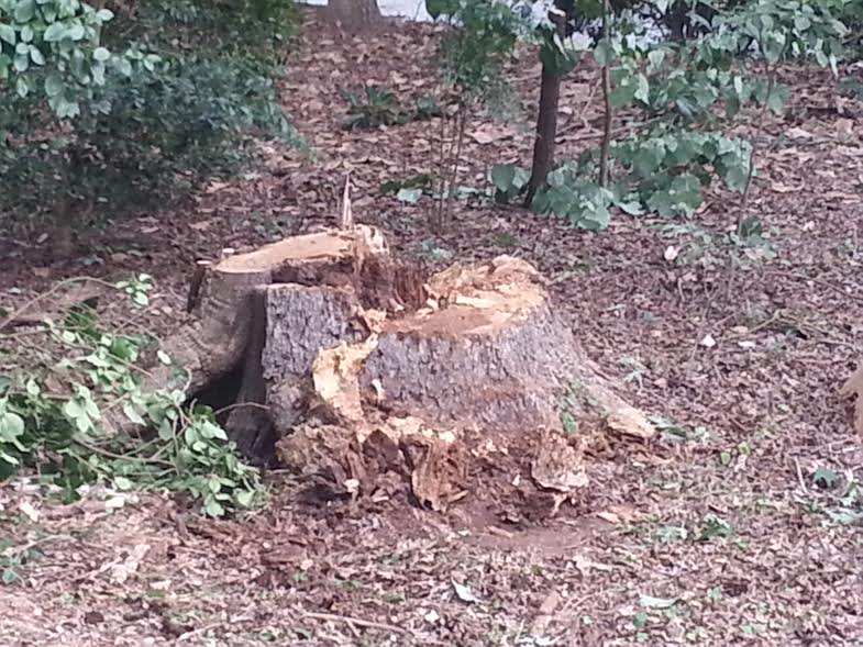Have an Angry Tree or Rotten Stump in Your Yard? | North Raleigh Tree ...